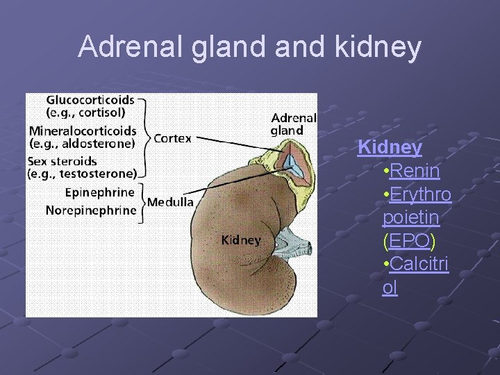Feedback mechanisms hormones and the endocrine system What