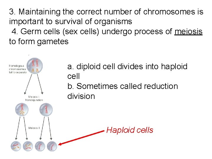 Meiosis Gamete Formation The formation of gametes is