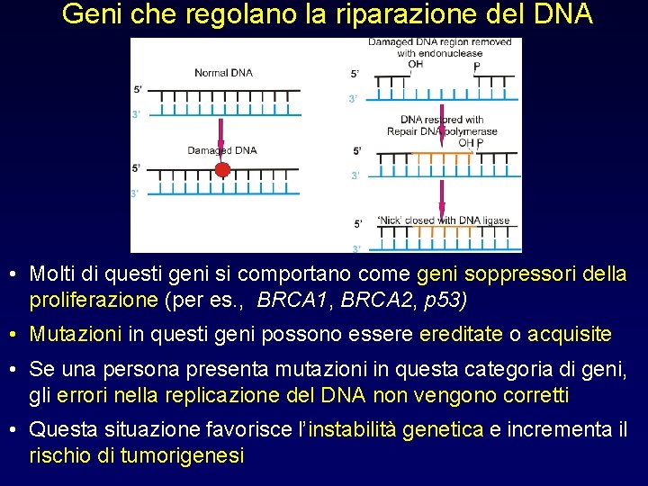 Basi molecolari della trasformazione neoplastica descrizione dei meccanismi