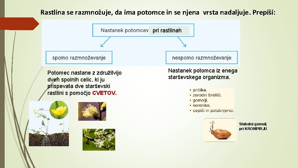 Rastlina se razmnouje da ima potomce in se