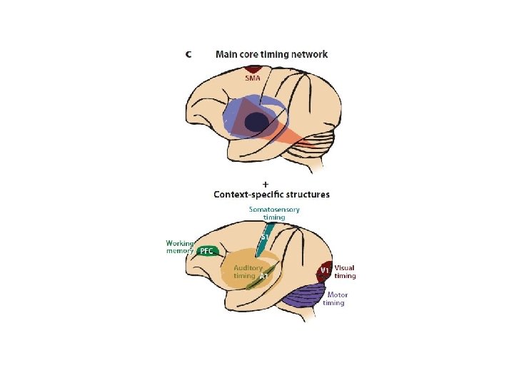 Neural Basis of the Perception and Estimation of