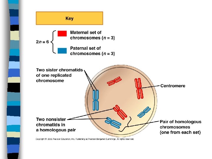 Chapter 13 Meiosis and Sexual Life Cycles InheritanceHeredity
