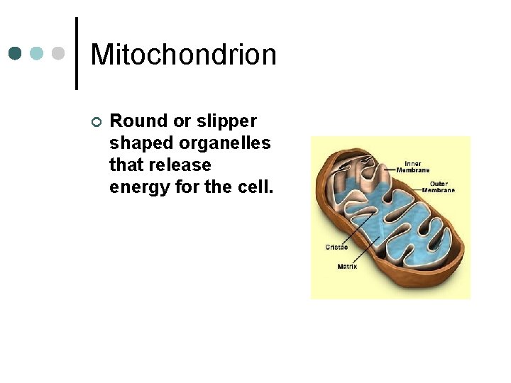 The Cell Types of Cells Parts of Cells