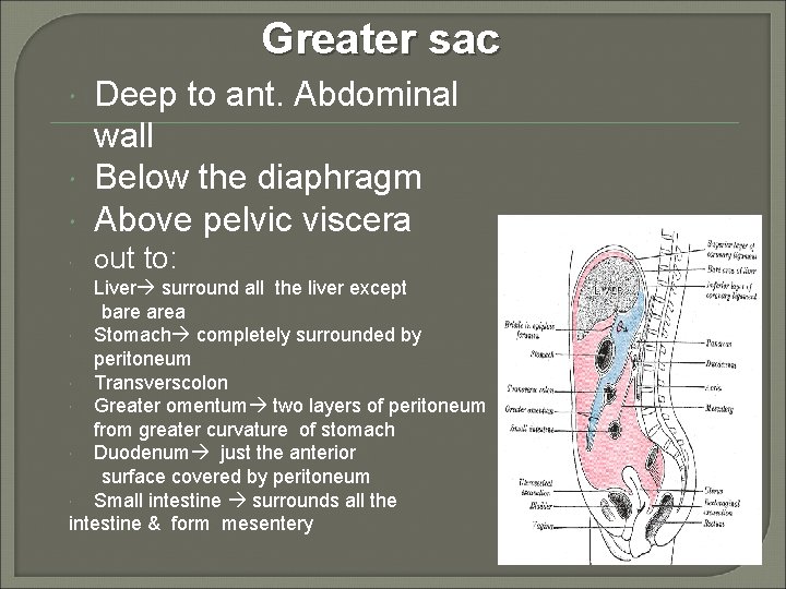 The peritoneum General features The peritoneum is a