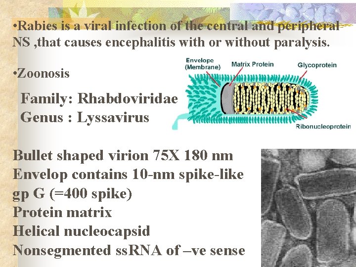 Rabies Rabies is a viral infection of the