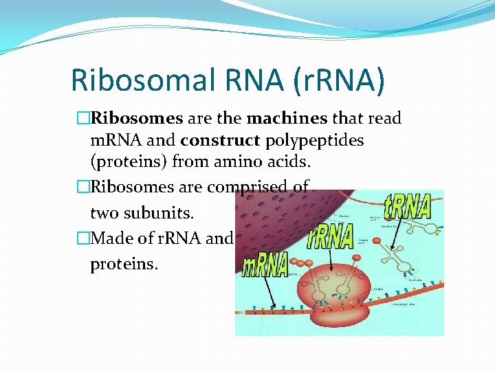 RNA Protein Synthesis Lecture How are babies made