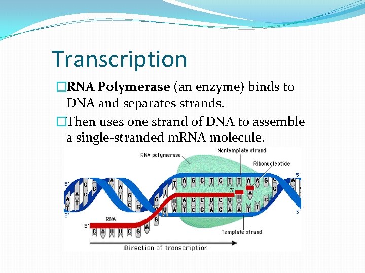 RNA Protein Synthesis Lecture How are babies made