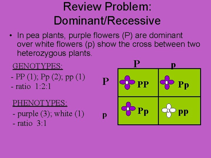 Incomplete Dominance Codominance Multiple Alleles In a nutshell