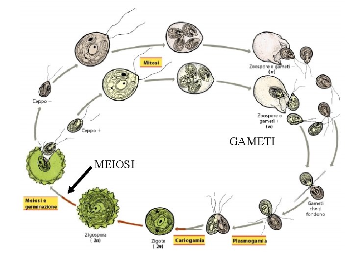 La riproduzione sessuale un processo biologico attraverso ili