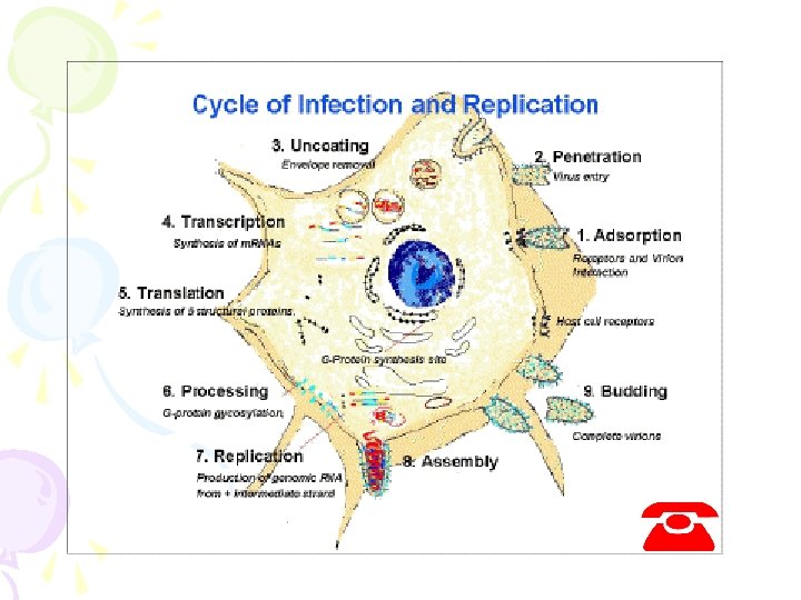RABIES VIRUS Whats this Morphology and structure Replication