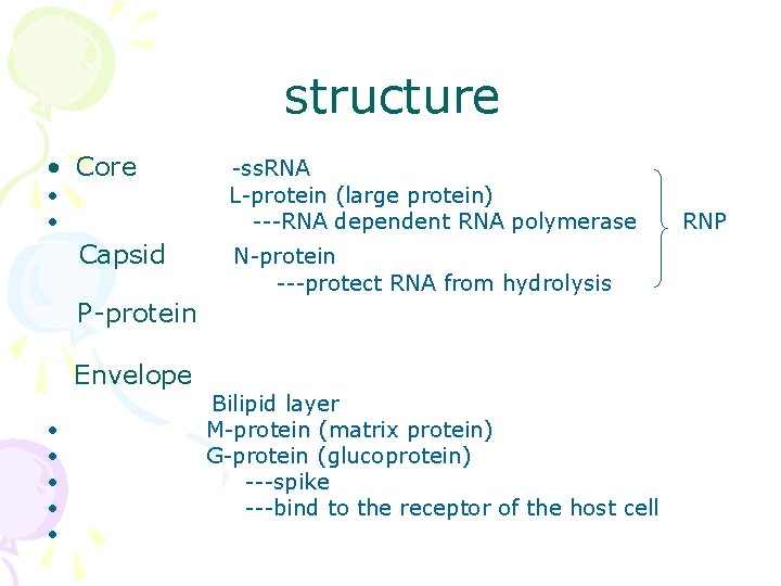 RABIES VIRUS Whats this Morphology and structure Replication
