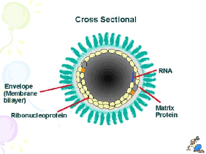 RABIES VIRUS Whats this Morphology and structure Replication