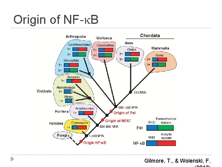 NFB Signaling Adam Johnson What is NFB Transcription