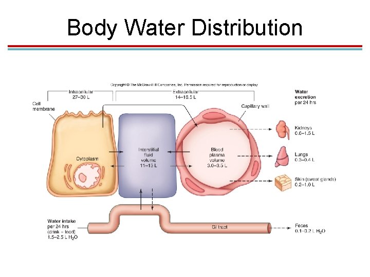 Chapter 14 Cardiac Output Blood Flow and Blood