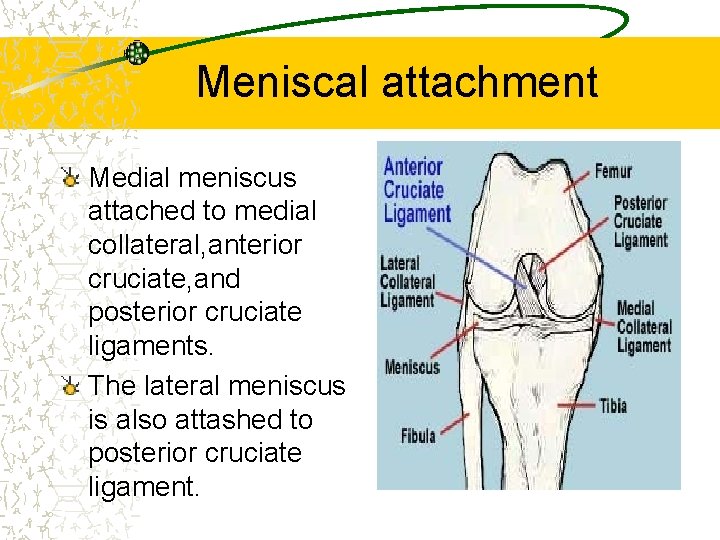 Lecture4 BIOMECHANICS OF KNEE JOINT Menisci Both menisci