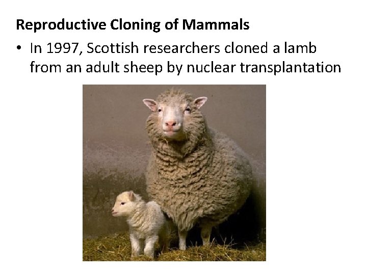 Chapter 21 The Genetic Basis of Development Overview