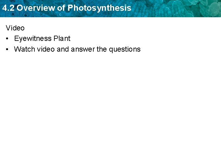 4 2 Overview of Photosynthesis Video Eyewitness Plant