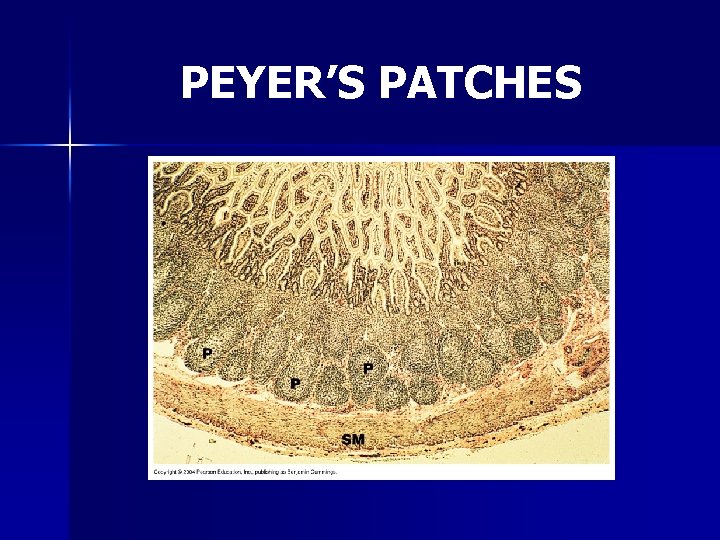 LYMPHATIC SYSTEM Chapter 20 FUNCTIONS n Drain tissue