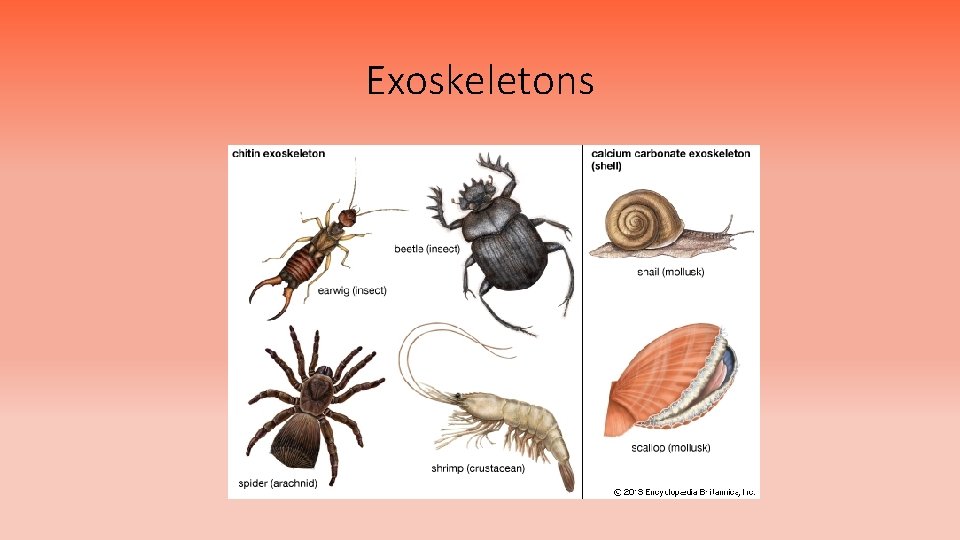 Topic 11 2 Movement Understanding Bones exoskeletons provide