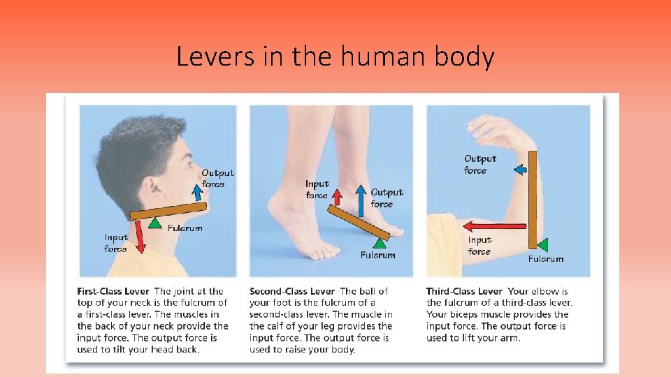 Topic 11 2 Movement Understanding Bones exoskeletons provide