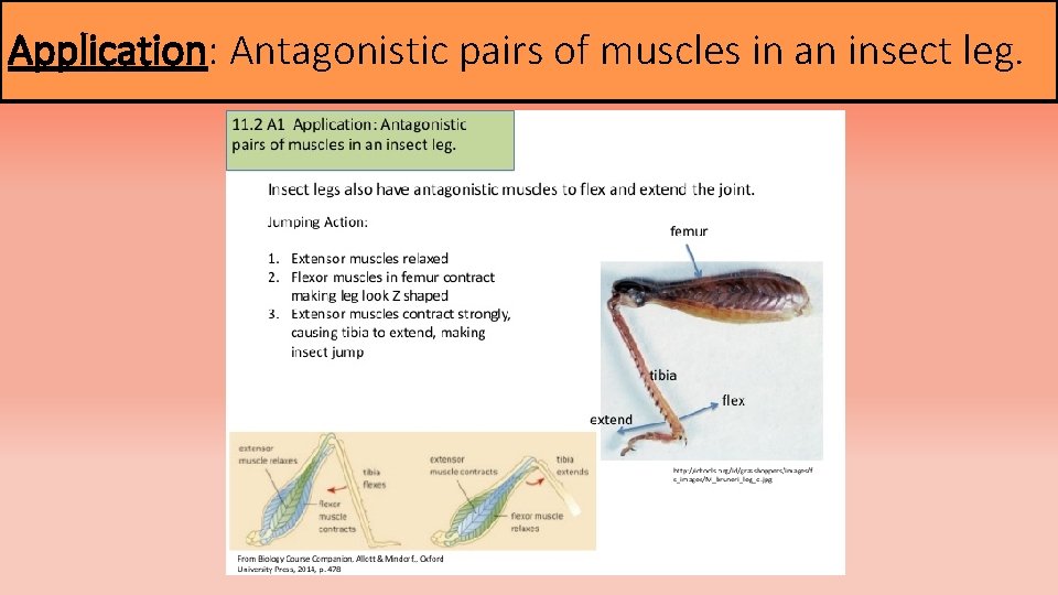 Topic 11 2 Movement Understanding Bones exoskeletons provide