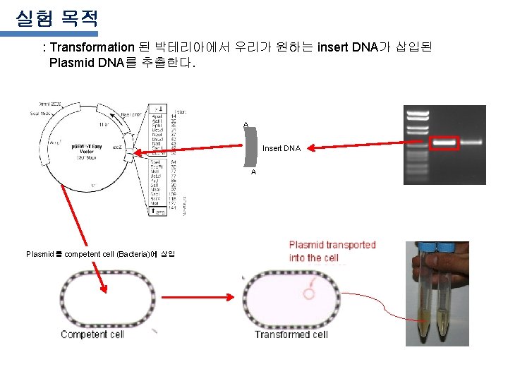 Plasmid isolation Gene cloning 1 DNA extraction as
