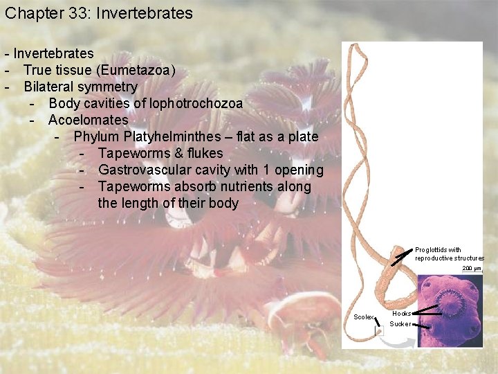 Chapter 33 Invertebrates Chordata Echinodermata Other bilaterians including