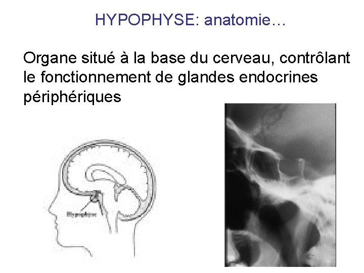 PATHOLOGIES HYPOPHYSAIRES ET SURRENALIENNES Dr Marie MULLER Service
