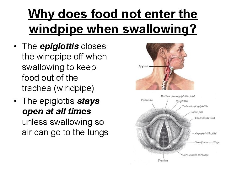 Digestive System Function Prepares food to be used