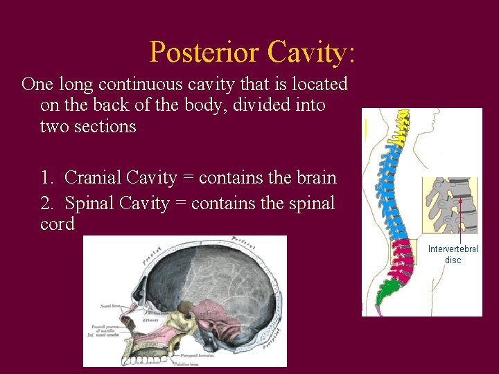 Body Planes Directions and Cavities Objectives Label a