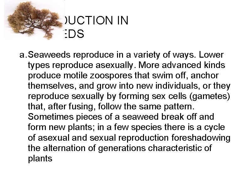 SEAWEEDS AND THEIR APPLICATIONS BY S BARATHY SELVARANI