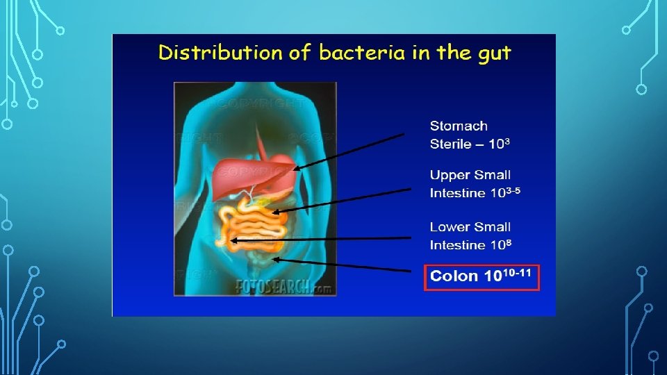 NORMAL GUT MICROBIOTA Dr Valizadeh toosi Khordad 93
