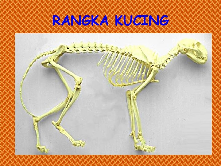 DEPARTMENT OF BIOLOGY SMA KRISTEN PETRA 2 SURABAYA