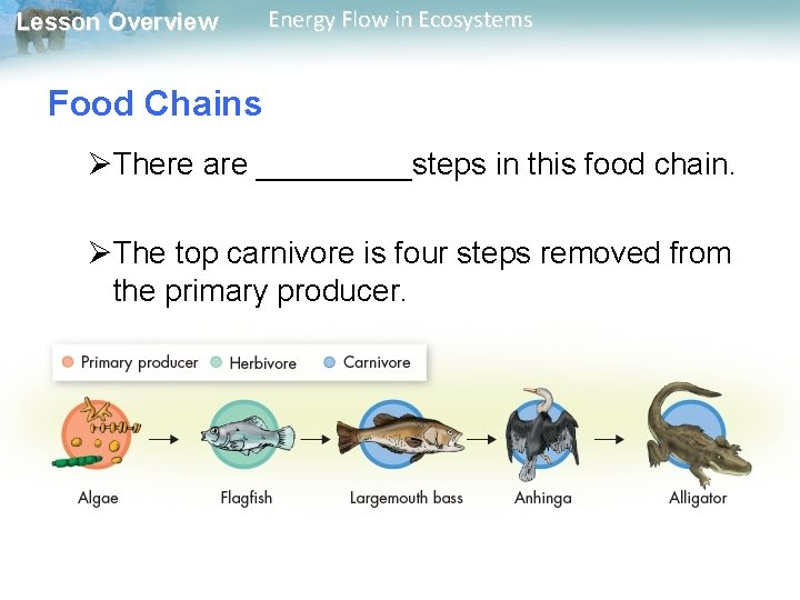 Lesson Overview Energy Flow in Ecosystems Lesson Overview