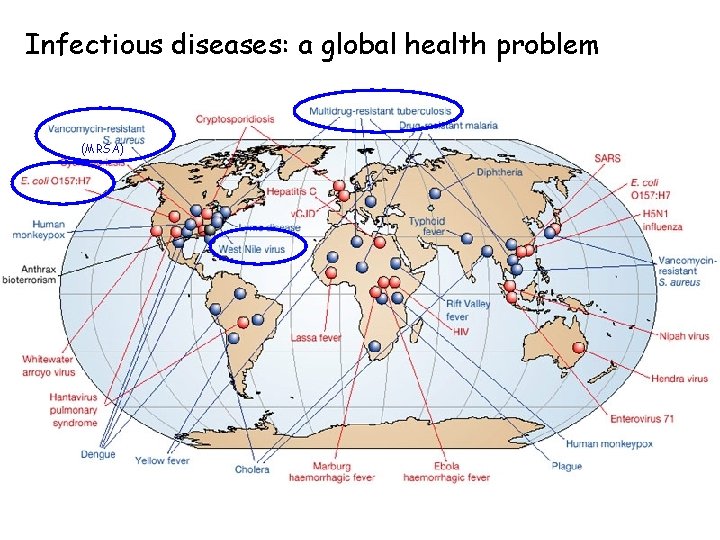 Pathogens and the immune system Lecture 8 Review