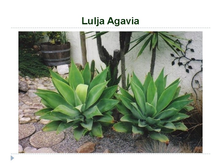 Drejtimi Hortikultur Lenda Lulet e saksive Klasa BXI4