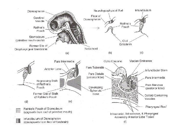 Posterior pituitary gland Embryonic origin Infundibulum Base of