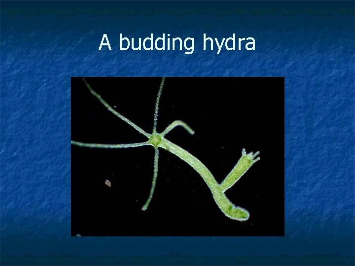 Meiosis Chapter 10 Biology In Focus AP Biology