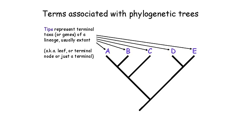 Review Terms associated with phylogenetic trees Tips represent