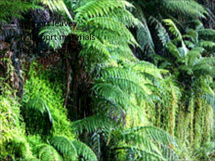 Plant Structure and Function Stem Support leaves Transport