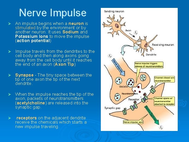 Chapter 22 The Nervous System Nervous System Function
