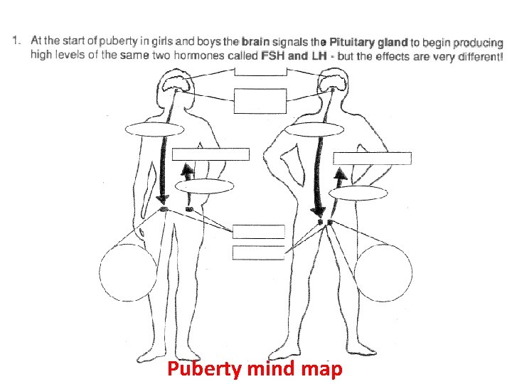 Puberty Specific Learning Objectives Describe the changes males