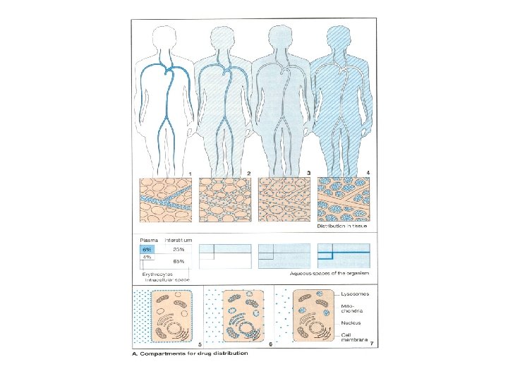 Absorpsi Distribusi dan Eliminasi Obat Mustofa Bagian Farmakologi