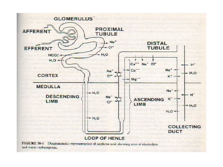 Absorpsi Distribusi dan Eliminasi Obat Mustofa Bagian Farmakologi