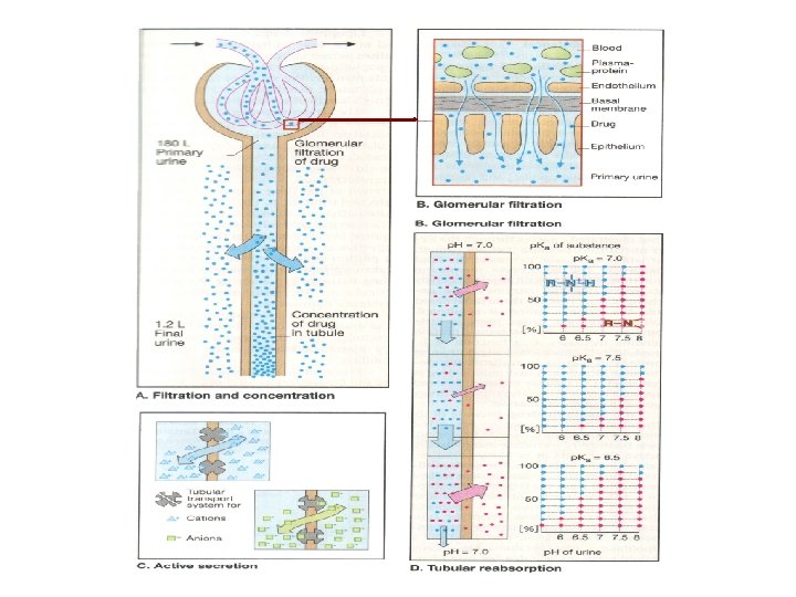 Absorpsi Distribusi dan Eliminasi Obat Mustofa Bagian Farmakologi