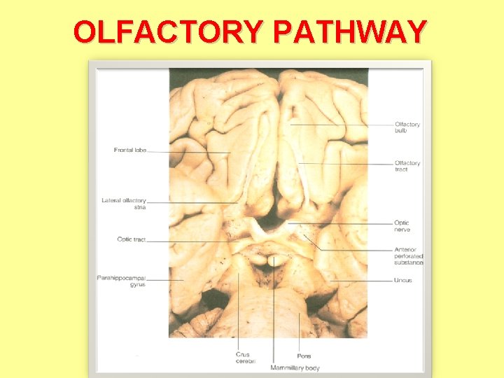 Dr Ahmed Fathalla Ibrahim OLFACTORY PATHWAY OLFACTORY PATHWAY
