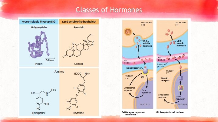 Endocrine System Campbell Chapter 45 Edward Lue Purpose