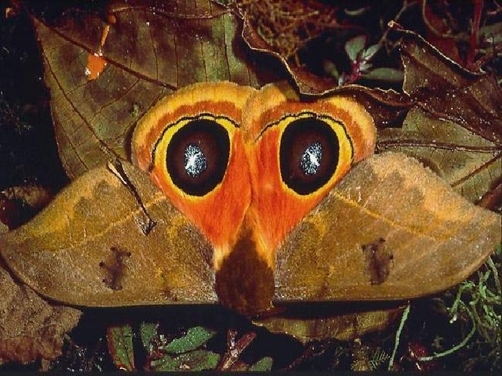Chap 51 Behavioral Ecology Costa Rican Moth Automeris