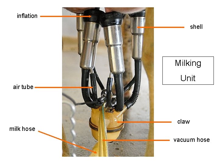 Equipment inflation shell Milking Unit air tube claw