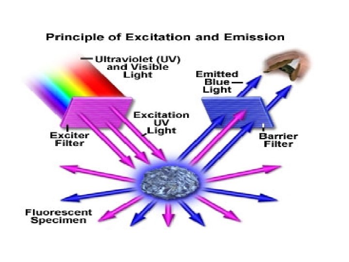 LES METHODES DETUDE DE LA CELLULE La cellule